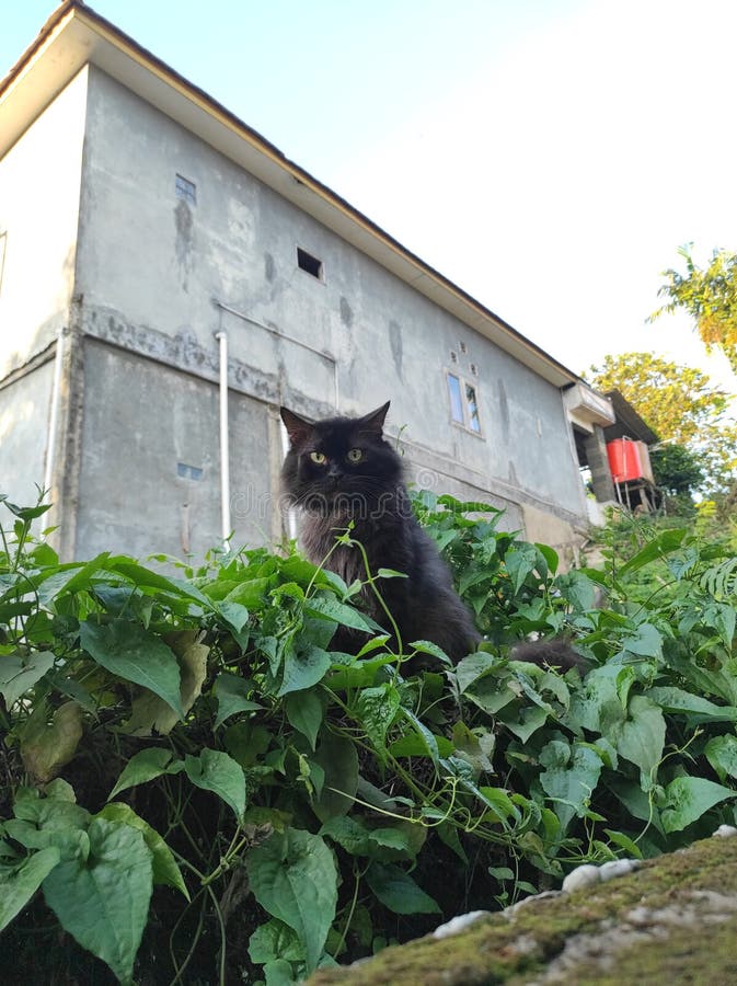 Black Cat Step on Green Vine with Serious Face Stock Photo - Image of ...