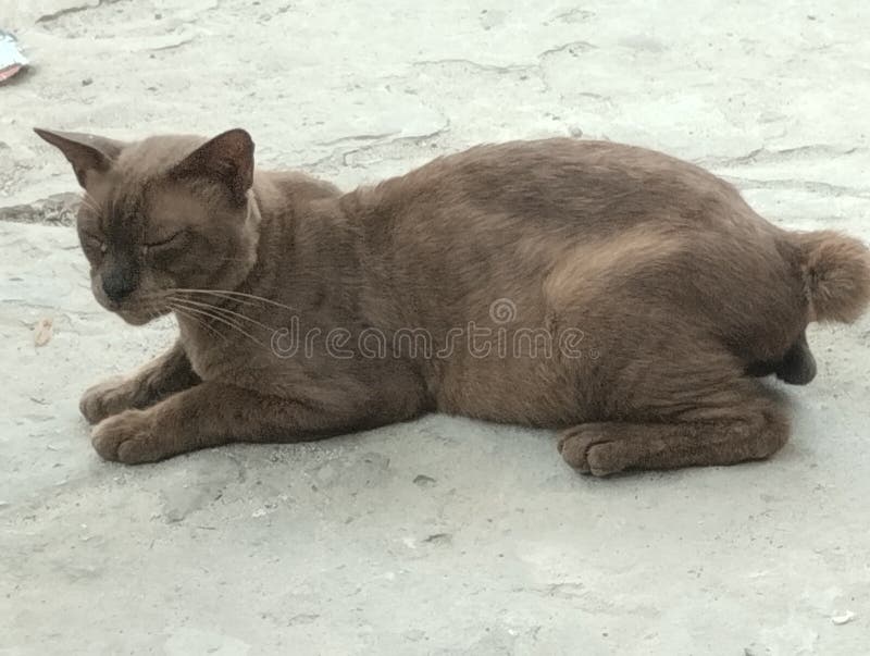 Black Cat with a Strange Tail Stock Photo - Image of tail, flor: 293758172