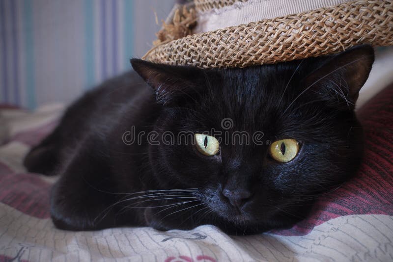Black cat and a straw hat stock image. Image of black - 116879831