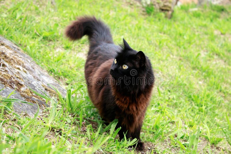 Black Cat Strolling through a Garden Stock Image - Image of wildcat ...