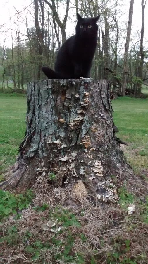 Sally Green (Mischa8) - Photos