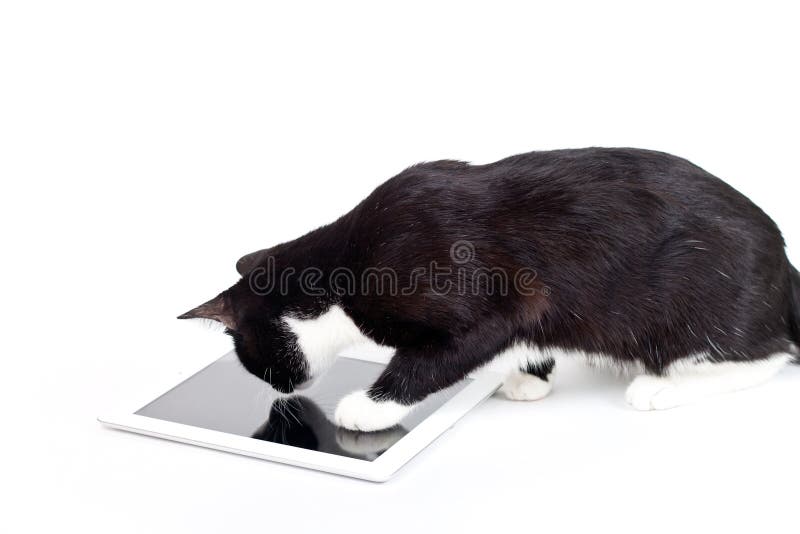 Cat and computer stock photo. Image of little, domestic - 36960208