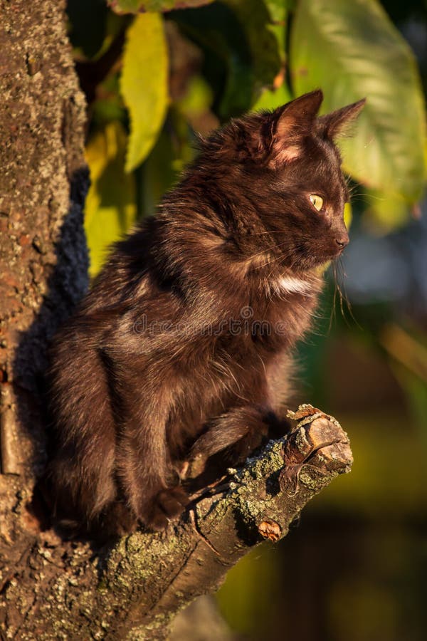 Black cat on the tree stock image. Image of park, young - 129052085