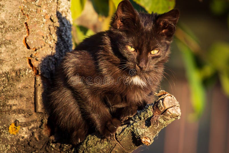 Black cat on the tree stock image. Image of park, young - 129052085