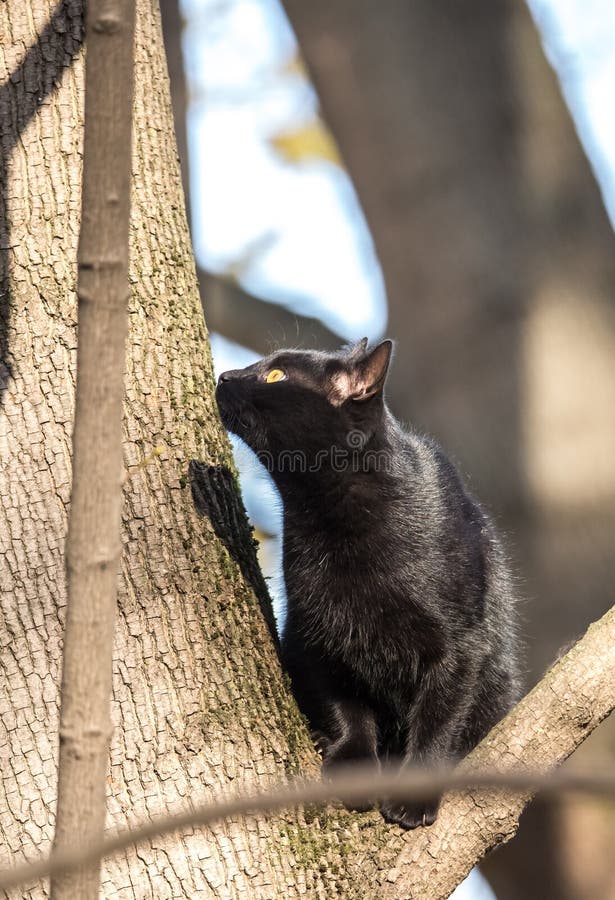 Black cat on a tree stock image. Image of moscow, house - 129921703