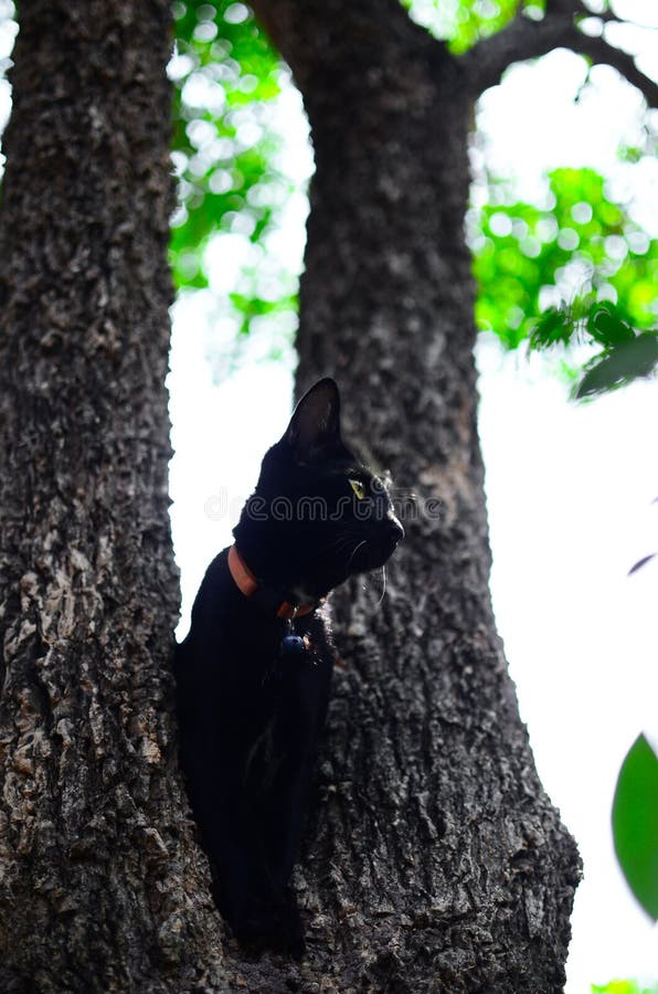 Black Cat on Tree in Garden Stock Photo - Image of cute, animal: 39424404