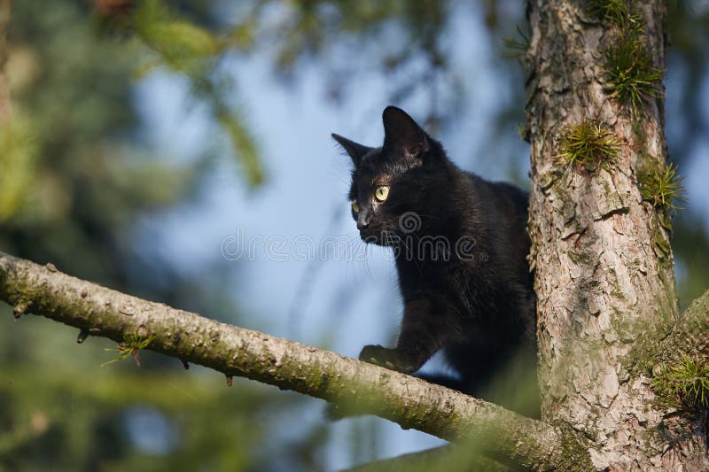 Black cat on tree stock image. Image of hunting, kitten - 182609749