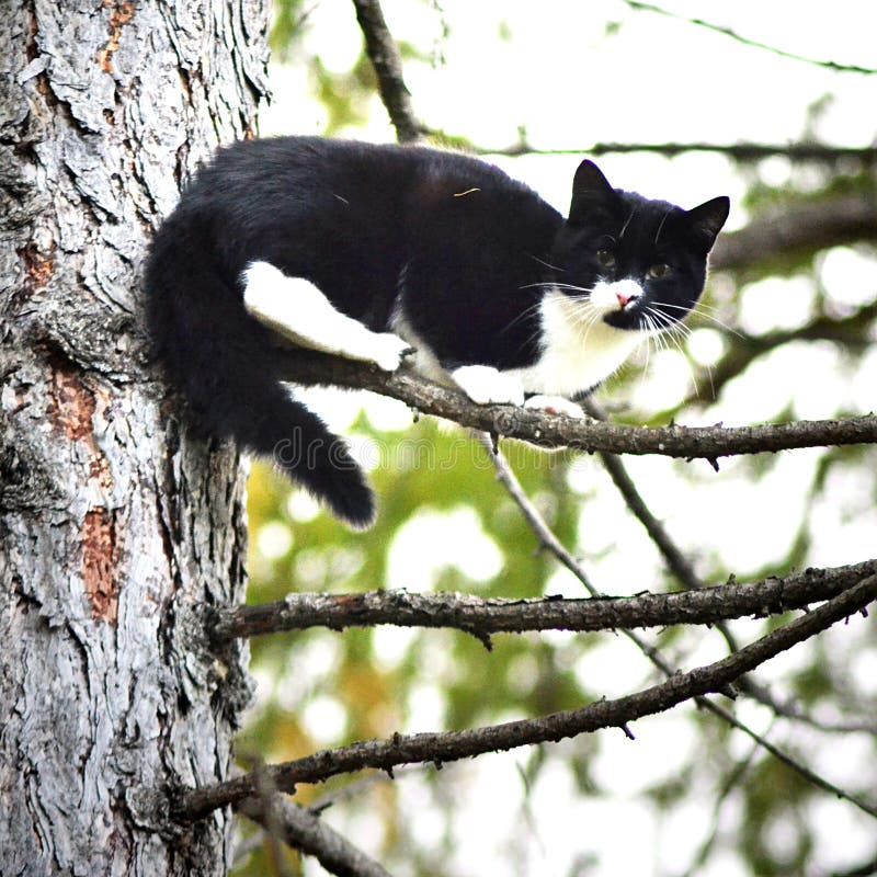 Black cat on the Tree stock image. Image of foreat, sitting - 101104331