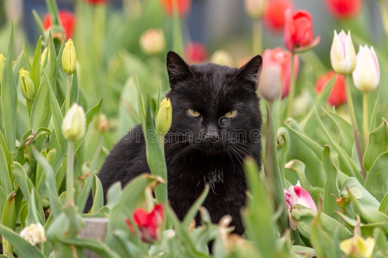 Black Cat in a Tulip Garden in Spring Stock Photo - Image of tulip ...