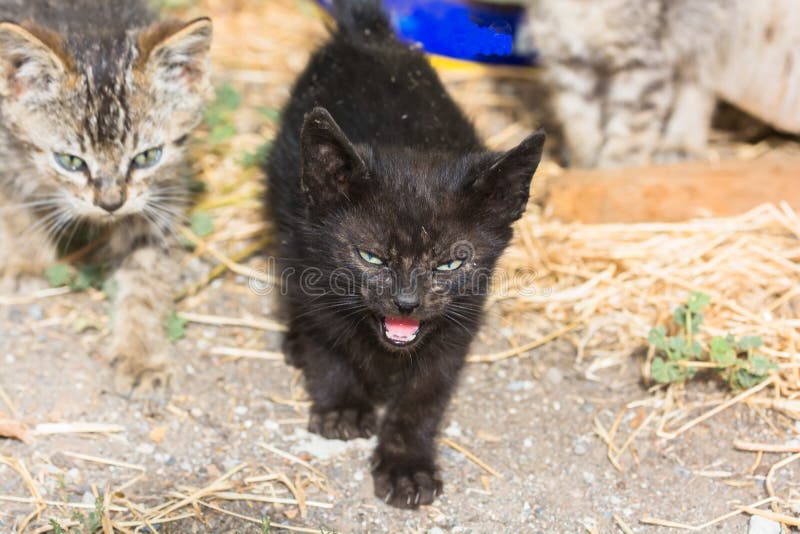 Black Cat with Very Angry and Aggressive Gesture Stock Image - Image of ...