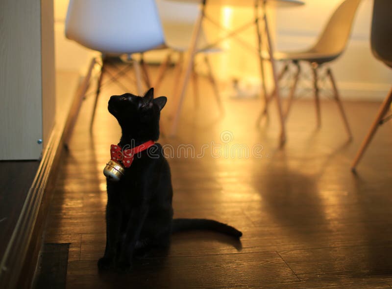 Black Cat Walk Around in Cafe at Taichung Stock Photo - Image of enjoy ...