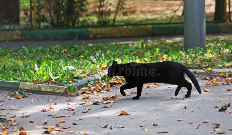 Black Cat Walking Down the Path. V Stock Image - Image of mixed, fluffy ...