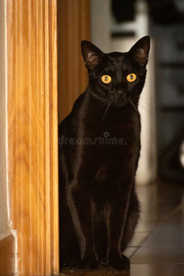 Black Cat Interior Portrait at Home Stock Photo - Image of family ...
