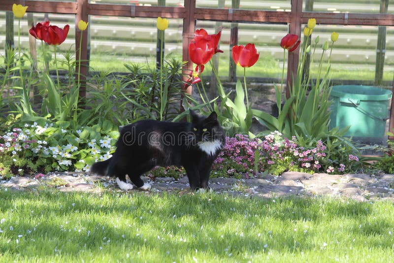 Black Cat Walking Outdoors among the Flowers in Spring. Stock Photo ...