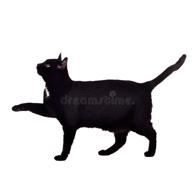 Black Cat Walking with Paw Up Stock Photo - Image of kitten, isolated ...