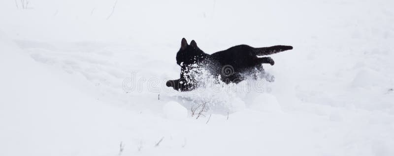 Black Cat Walking in the Snow Stock Image - Image of winter, domestic ...