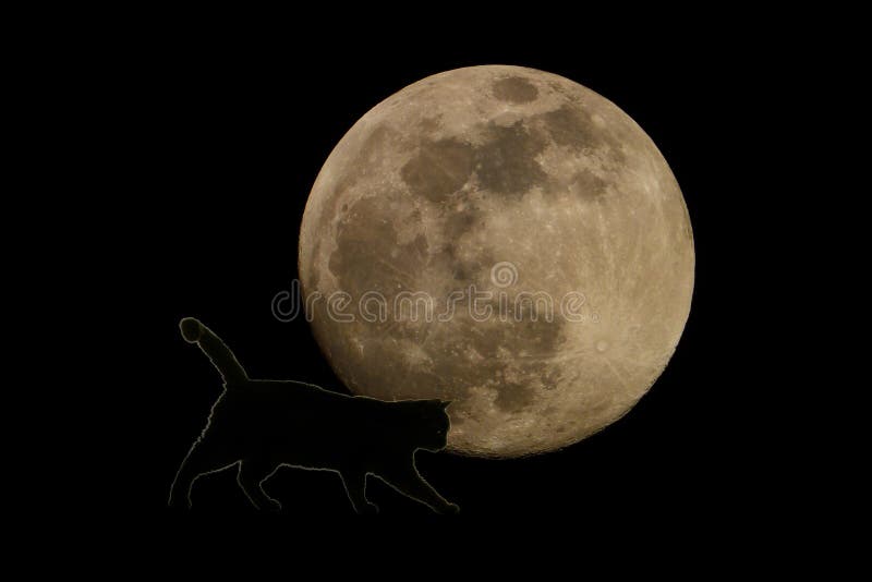 Black Cat Walks at Night Against the Background of a Huge Moon in the ...