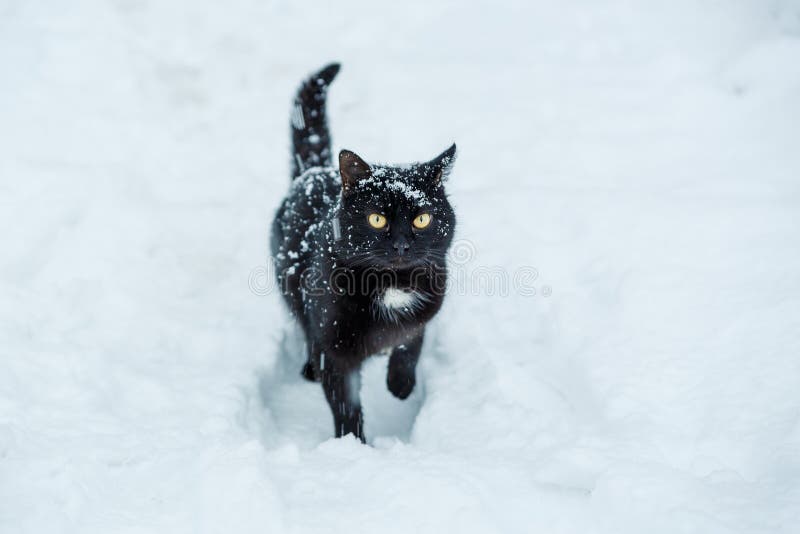 A Black Cat Walks through the Snow during a Snowfall. Stock Image ...