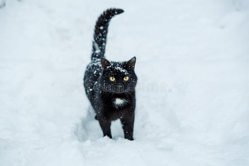 A Black Cat Walks through the Snow during a Snowfall. Stock Image ...