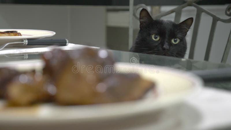 Cat Black Desk Kitchen Stock Photos - Free & Royalty-Free Stock Photos ...