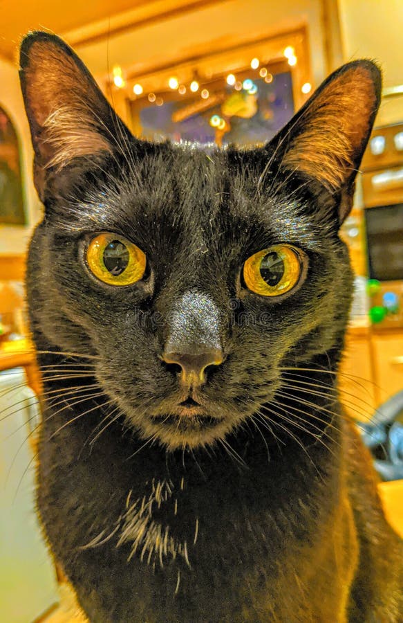 Black cat watcing stock image. Image of watcing, black - 196563199