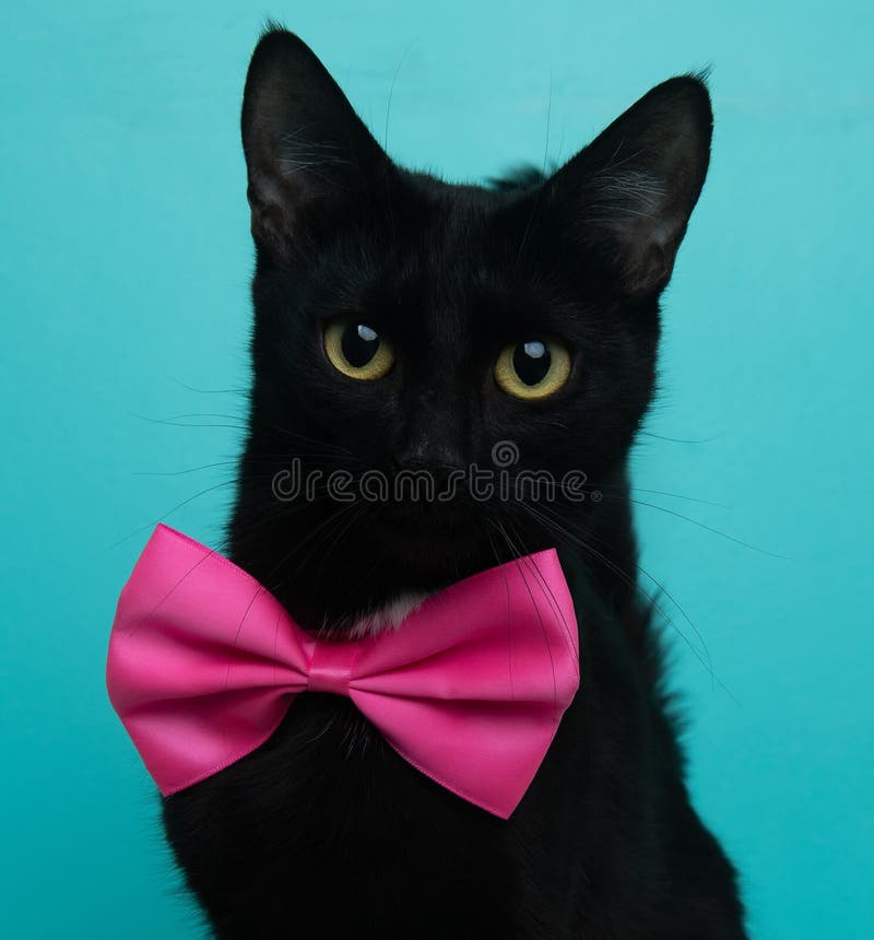 Black Cat Wearing a Bright Pink Bow Tie Face Portrait Stock Photo ...