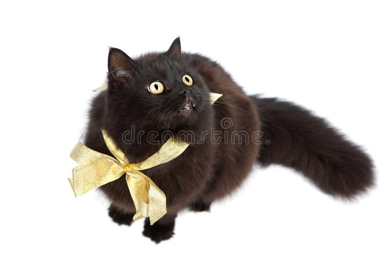 Black Cat Wearing Golden Bow Isolated Stock Image - Image of cute ...