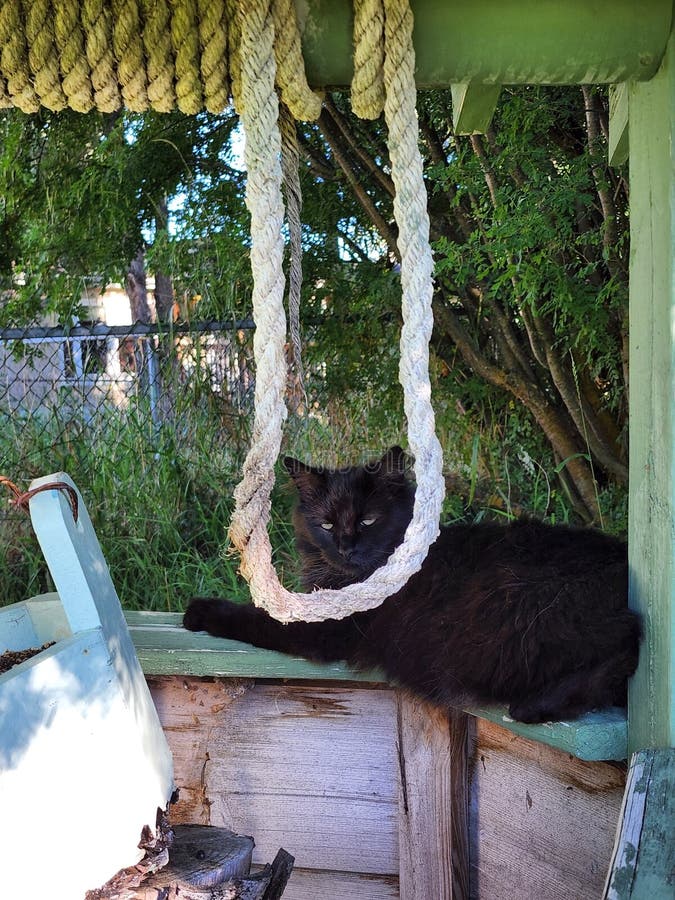 Black Cat on a well stock image. Image of branch, iron - 270781989