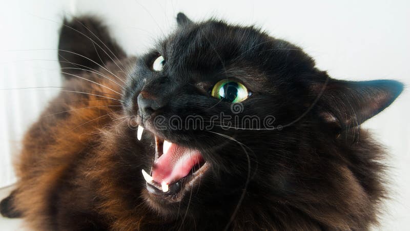 Angry Cat stock image. Image of mammal, dangerous, domestic - 5345711