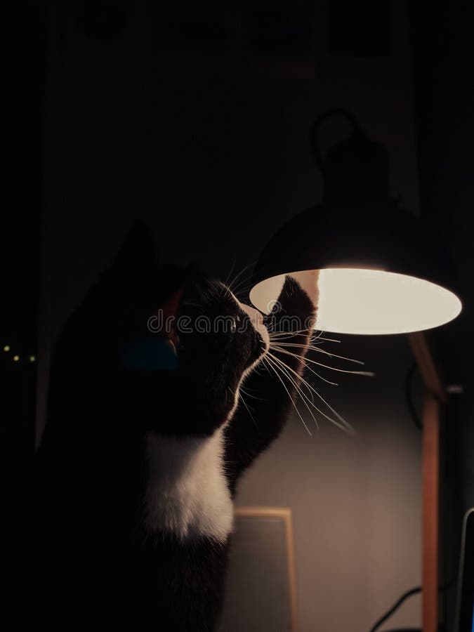 Black Cat with a White Neck Sits on an Office Desk and Plays with a ...