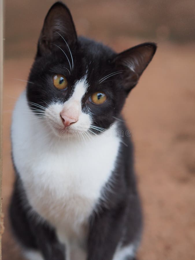 Black cat stock photo. Image of nature, muzzle, friend - 46797790