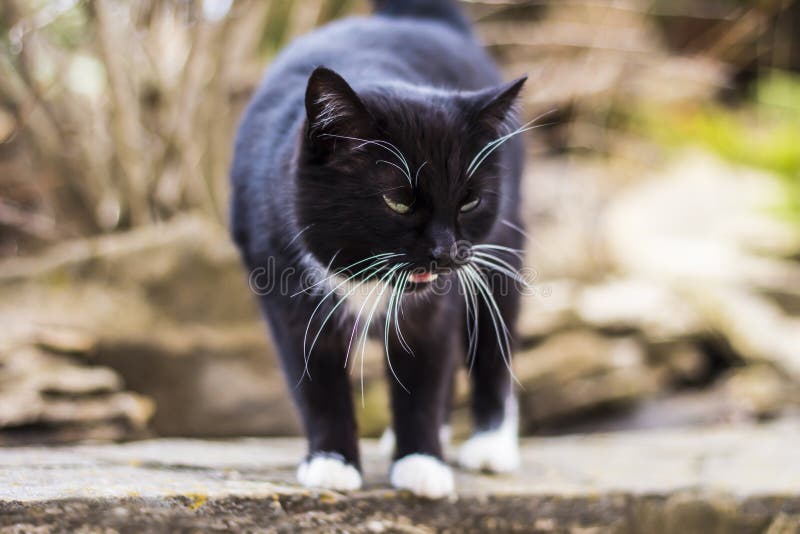 Black Cat with White Paws on the Street Stock Image - Image of ...