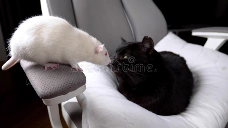 Black Cat and White Rat Together on One Chair in the House. Stock Image ...