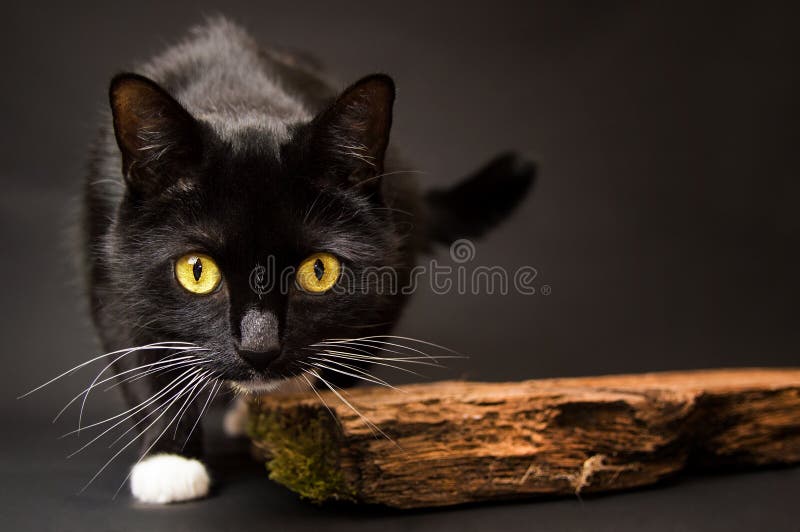 Black Cat with a White Sock Stock Image - Image of autumn, behinde ...