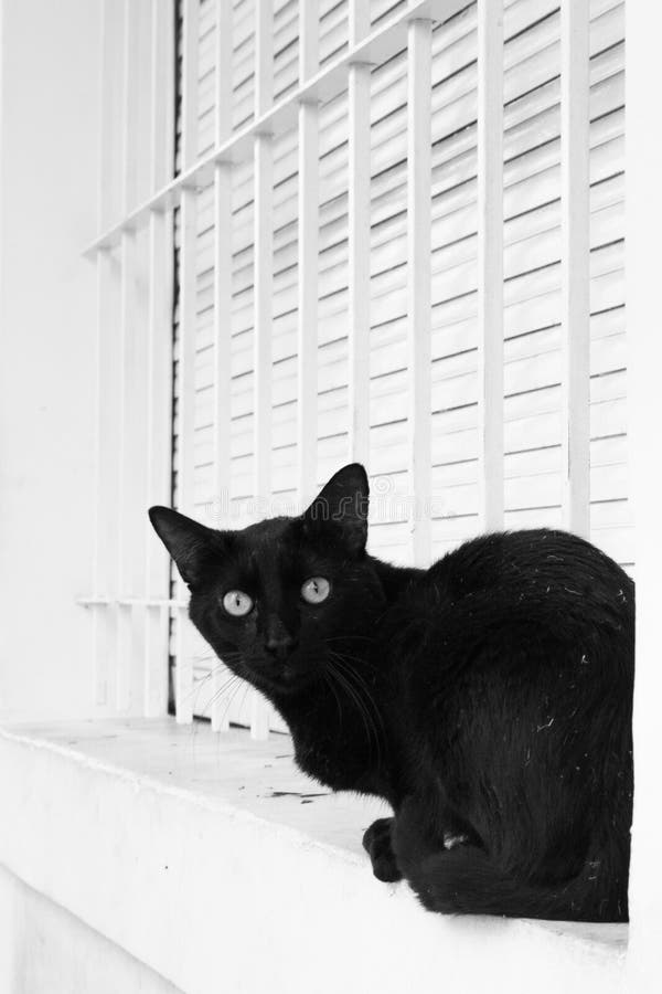 A black cat stock photo. Image of sees, window, ventana - 41047350