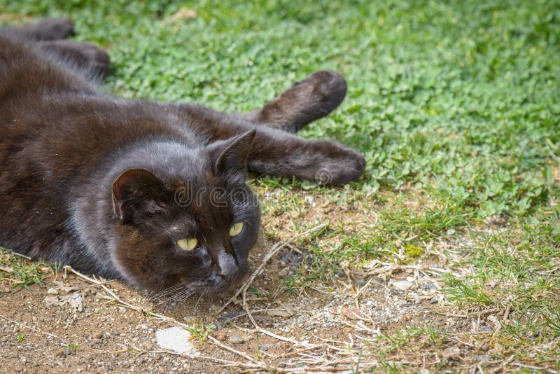 Black cat stock image. Image of calm, wild, leaf, peace - 55006037