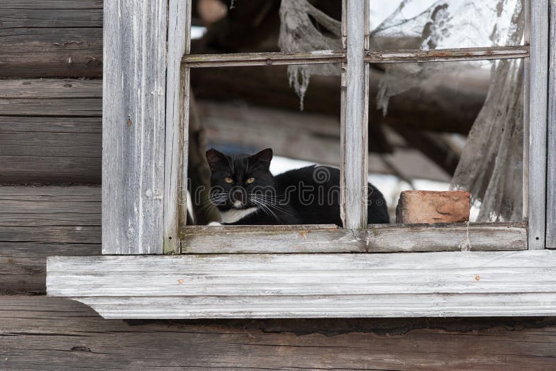 Black cat in the window stock photo. Image of detail - 30813646