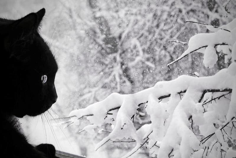 Black Cat on the Window Winter Stock Photo - Image of sitting, snow ...