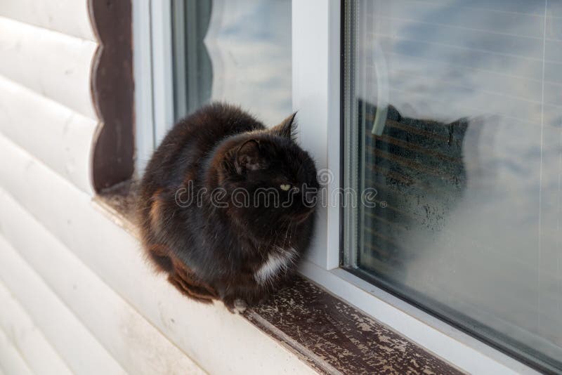 Black cat in the window stock photo. Image of detail - 30813646