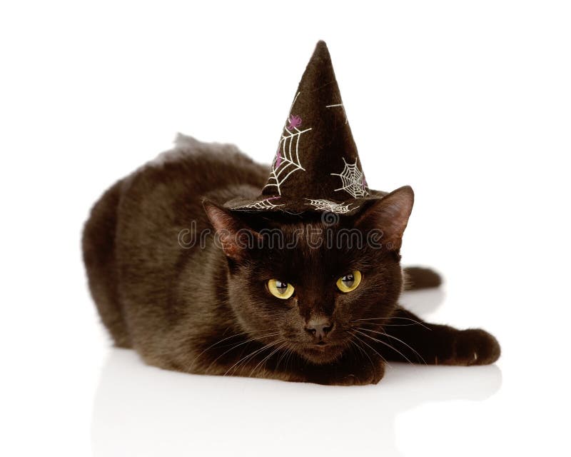 241 Black Cat Witches Hat Stock Photos - Free & Royalty-Free Stock ...