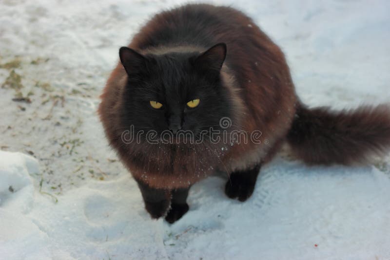 Black Cat Wool Eyes Green Snow Stock Photo - Image of heat, wool: 105213026