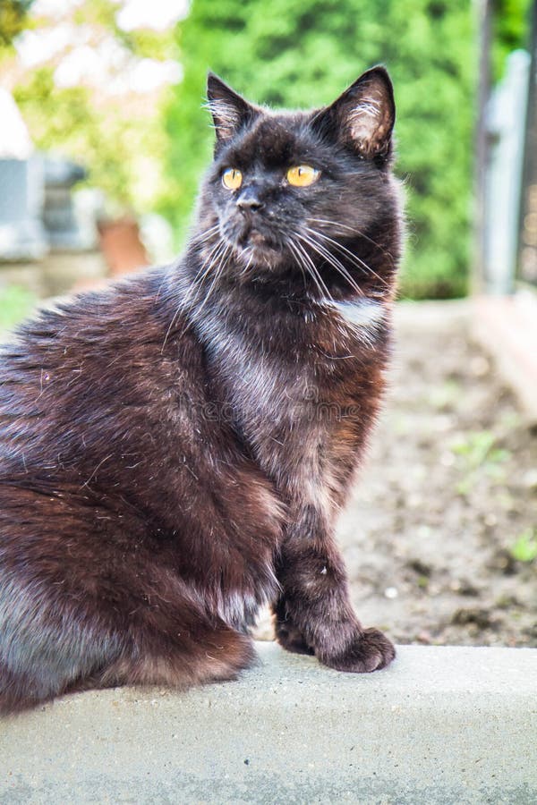 Black cat stock image. Image of outdoor, wagging, nature - 122229099