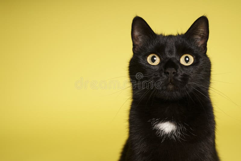 Black Cat on Yellow Background. Friday 13th Stock Photo - Image of 13th ...