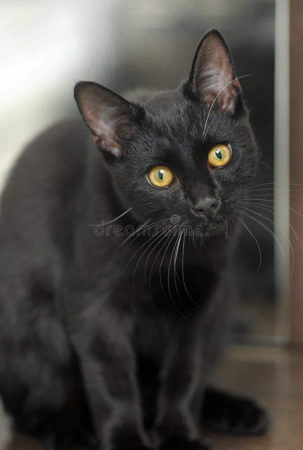 Black cat with yellow eyes stock photo. Image of breed - 44348608