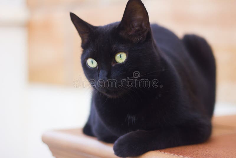 Yellow Black Flur Cat Stock Photos - Free & Royalty-Free Stock Photos ...