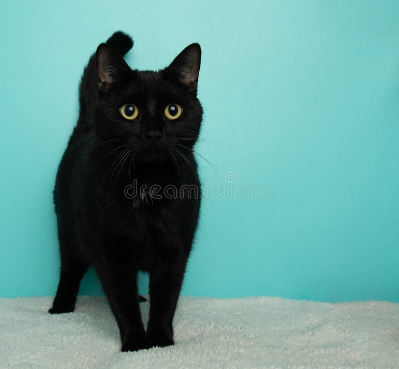 Black Cat with Yellow Eyes Standing Up Stock Photo - Image of soft ...