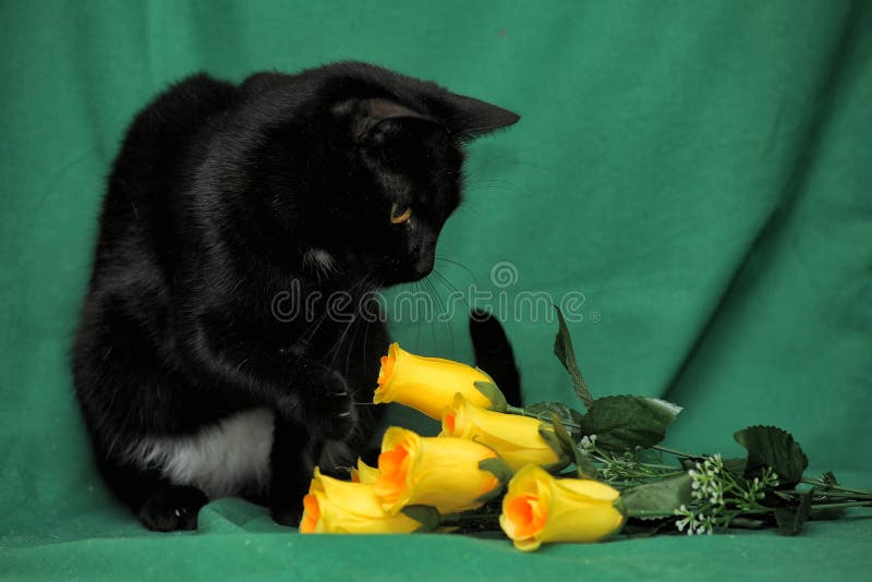 Black Cat with Yellow Roses Stock Image - Image of gift, front: 35582947