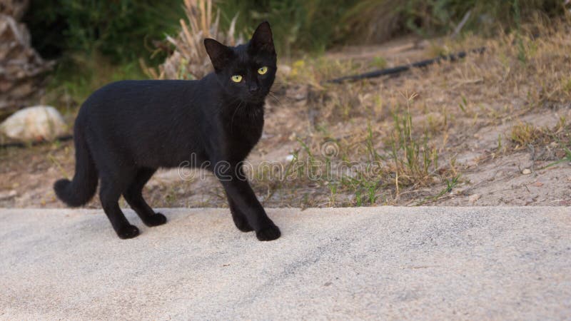 Black Cat Walking Across Path