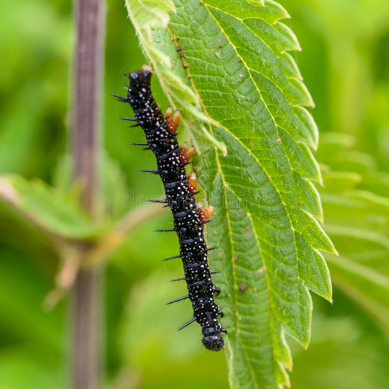 Caterpillar of Aglais io stock image. Image of wildlife - 243448277
