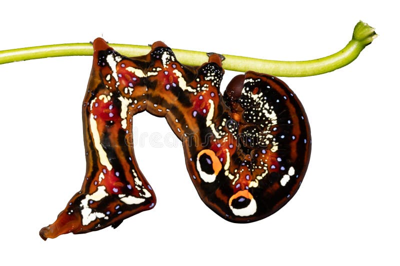Black Caterpillar Preparing To Pupate Stock Image - Image of wildlife ...